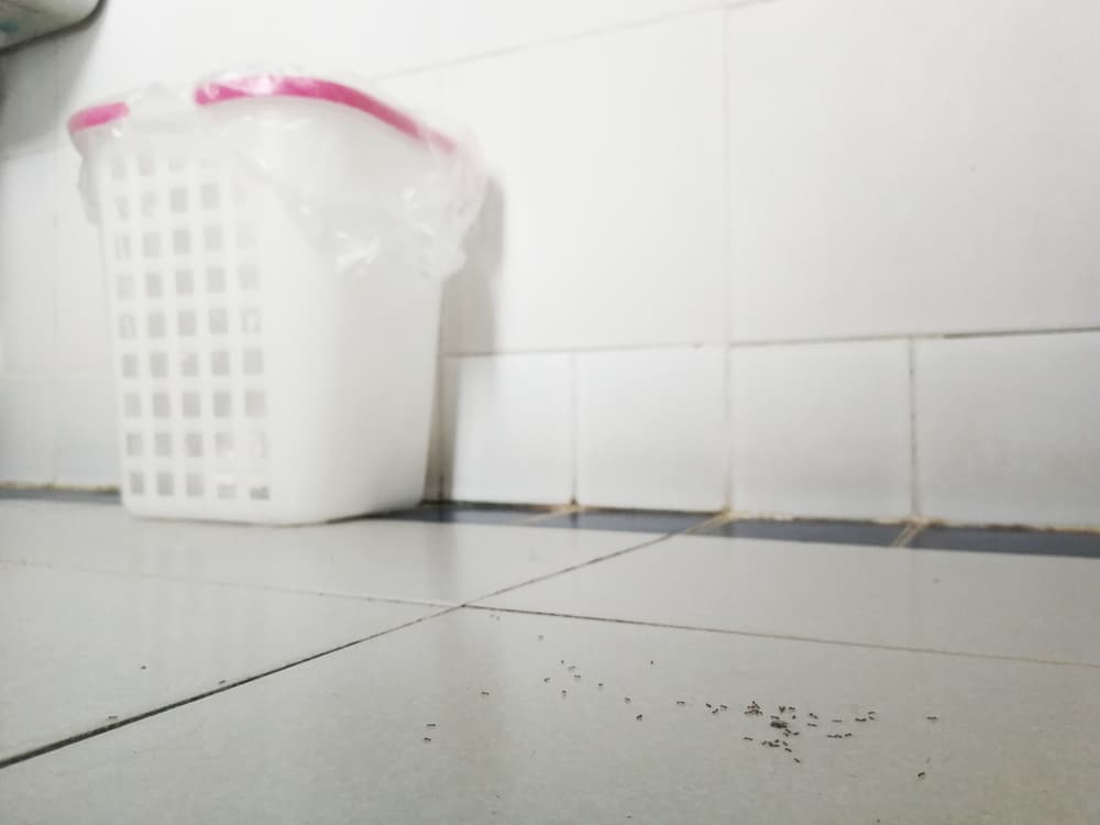 How to Get Rid of Little Black Bugs In Bathroom? (Identification & Prevent) How to Get Rid of Little Black Bugs In Bathroom? (Identification & Prevent)